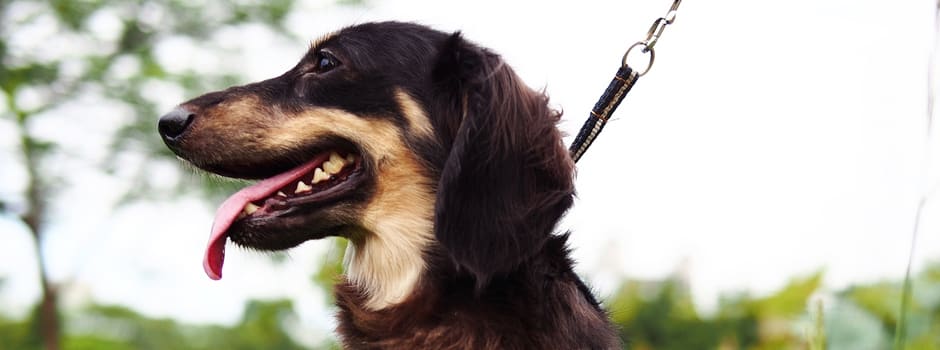 Keep an Eye on Your Pets With the Voyce System - Reviewed