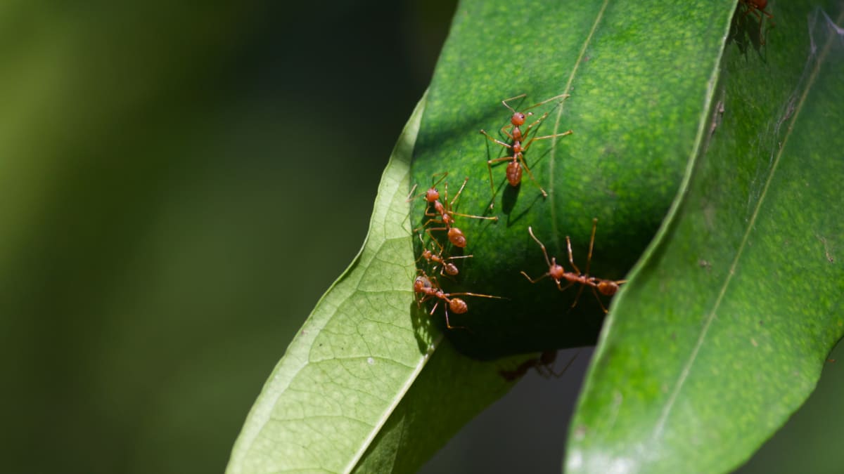 How to get rid of fire ants in your yard - Reviewed
