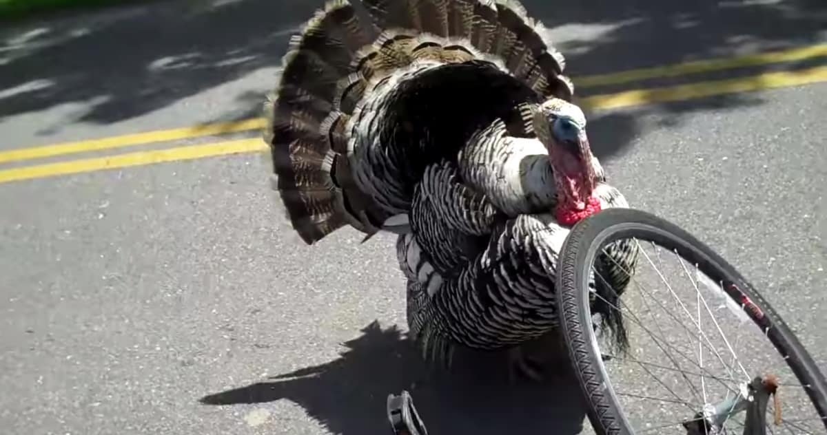 Turkeys Gone Wild: The Best Videos of Fowl Play - Reviewed
