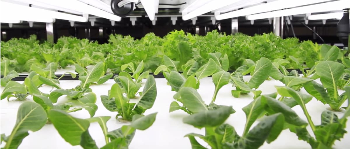 Better Than Organic: Why Lab-Grown Produce Is the Future - Reviewed