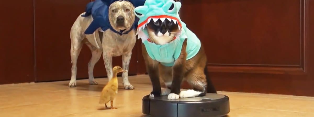 Cute Animals & Roombas: A Match Made in Heaven - Reviewed