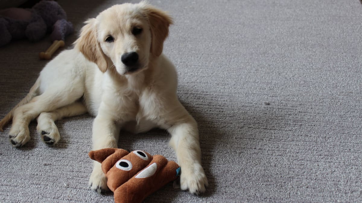 15 popular puppy products I bought on Amazon—only these were worth it ...
